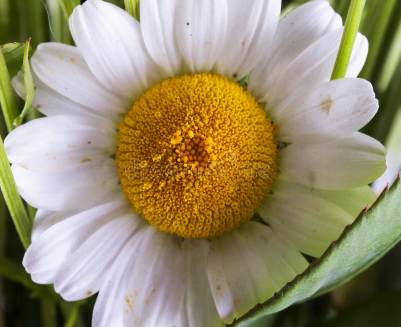 Marguerite Rouge Dans La Fin Photo stock - Image du fleur, été: 64207502