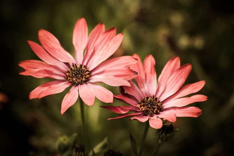 Marguerite africaine rouge photo stock. Image du beauté - 28108702