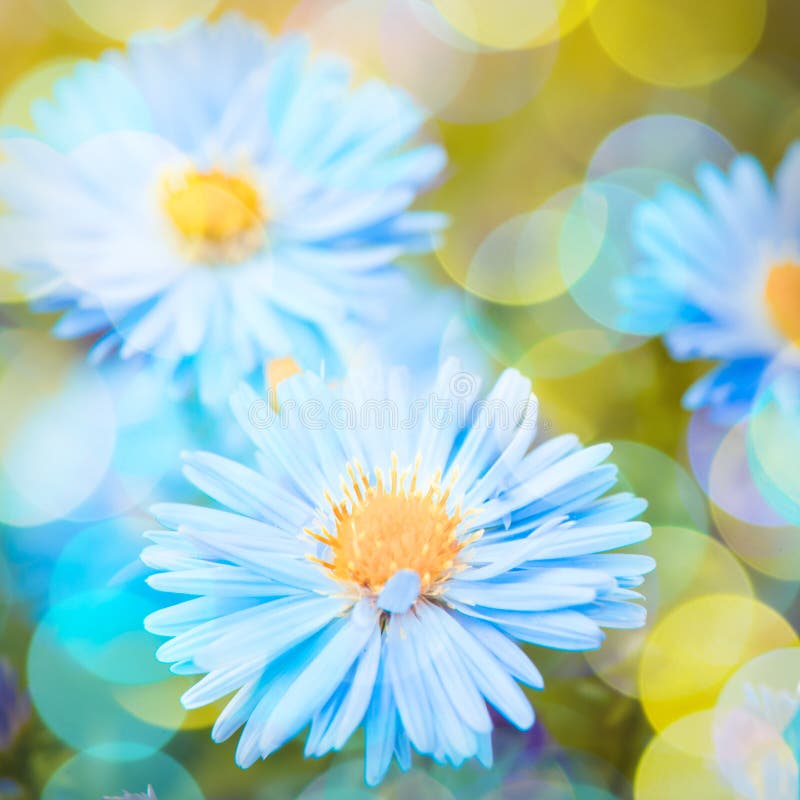 Marguerite bleue photo stock. Image du fleur, nature, isolement - 3036250