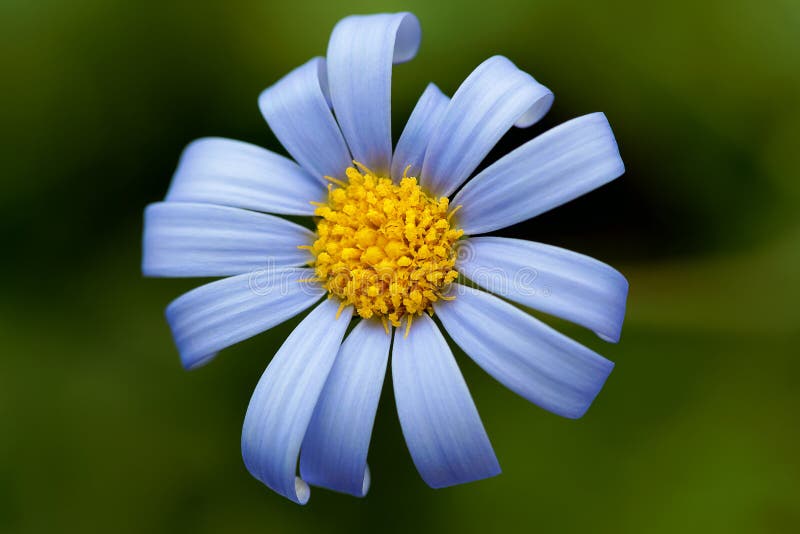 Marguerite bleue photo stock. Image du objet, saisonnier - 39806782