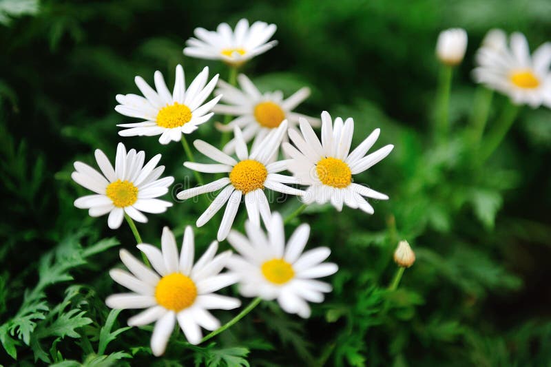 Marguerite Daisies in Garden by the Bay Stock Image - Image of ...