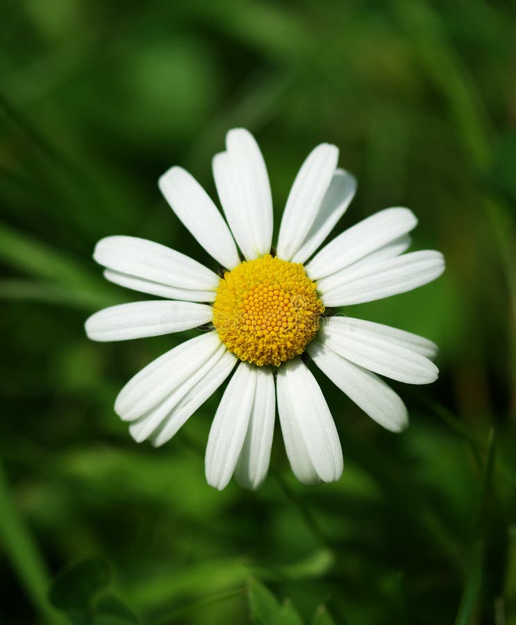 Marguerite flower stock image. Image of bright, garden - 15313173