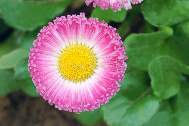 Marguerite flower stock photo. Image of petals, composite - 29391742