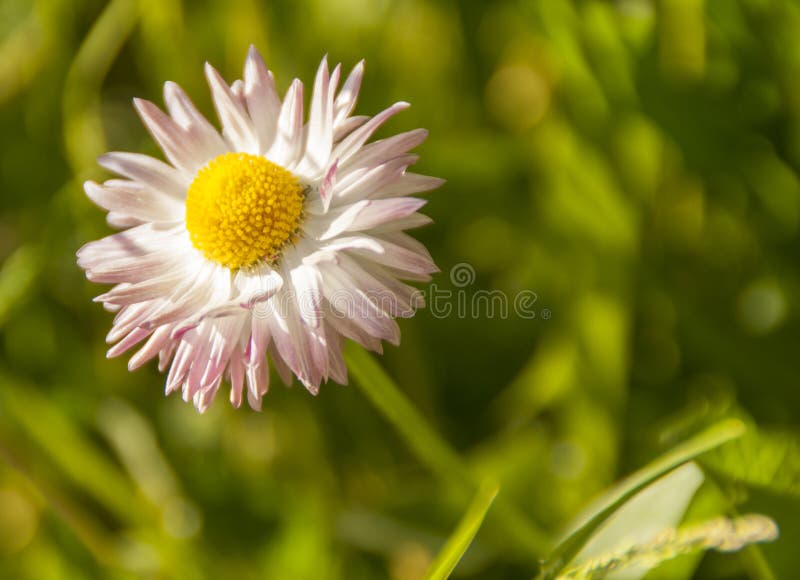 Marguerite flower stock photo. Image of daisy, nature - 37857580