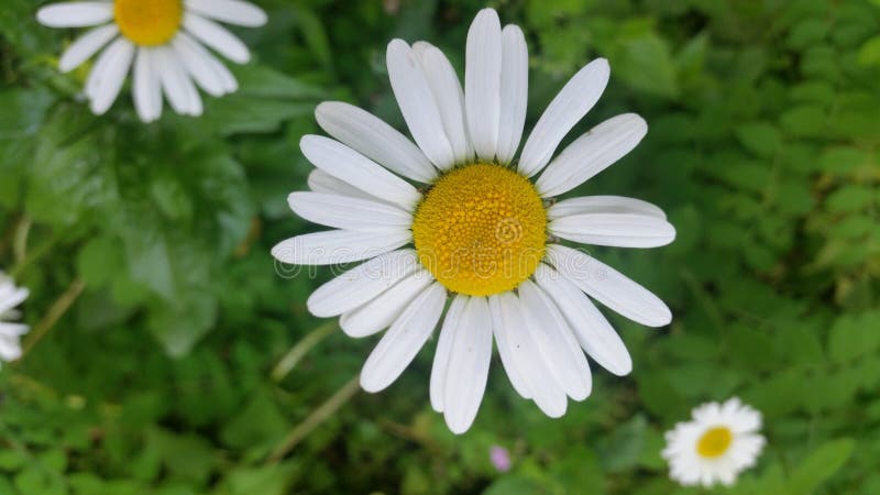 Marguerite flower stock image. Image of marguerite, flowers - 54476541