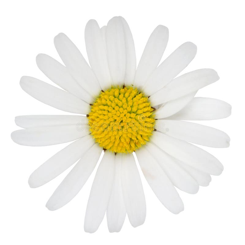 240+ Marguerite blossom Free Stock Photos - StockFreeImages