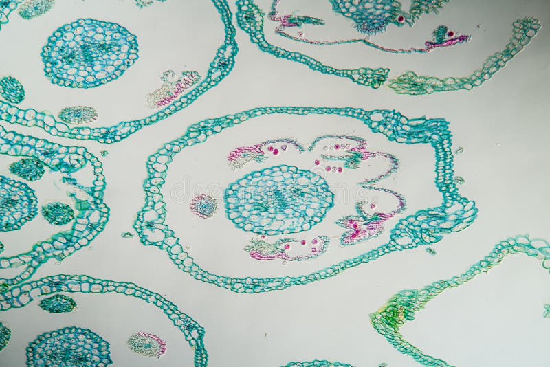 Daisy Cross Section Stock Photos - Free & Royalty-Free Stock Photos ...