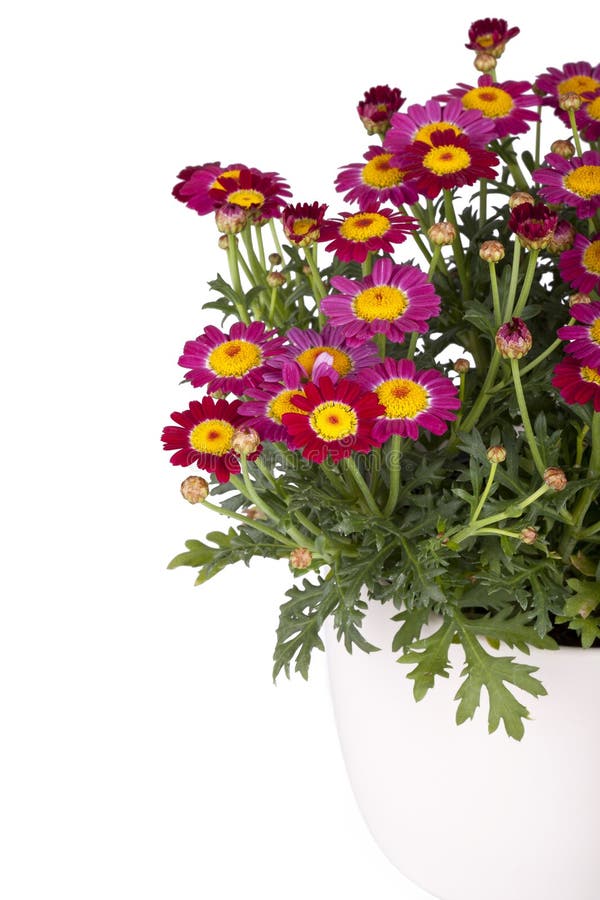 Marguerite in a flowerpot stock photo. Image of detail - 20230570