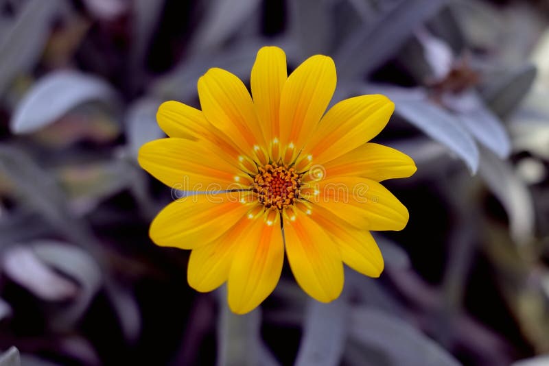 Marguerite Orange Image. Image: 1537976