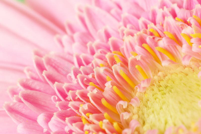 Marguerite rose de Gerbera photo stock. Image du détail - 39812702