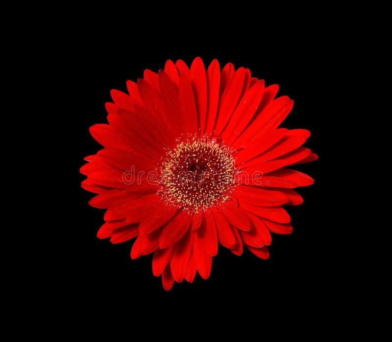 Marguerite gerbera rouge image stock. Image of marguerite - 2837707