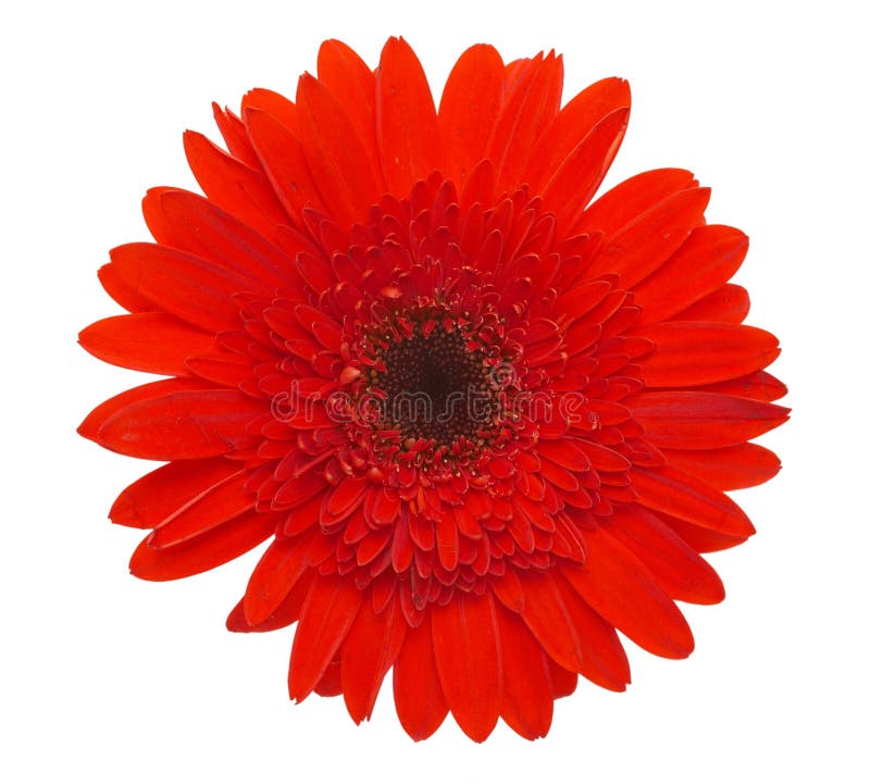 Fleur rouge de marguerite image stock. Image du marguerite - 1778301