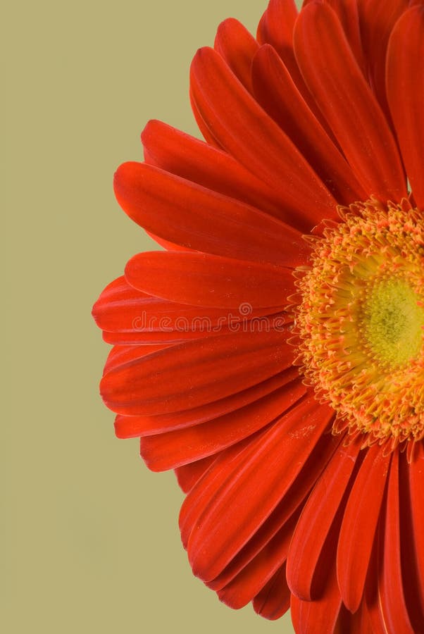 Marguerite Rouge De Gerber De Bourgogne D'isolement Sur Le Blanc Photo ...