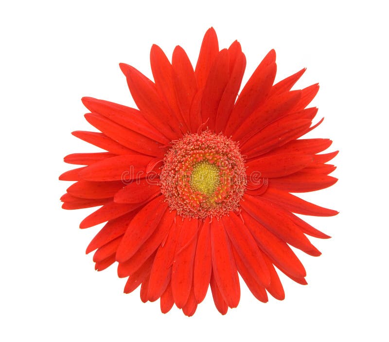 Marguerite rouge image stock. Image du marguerite, marguerites - 4717749