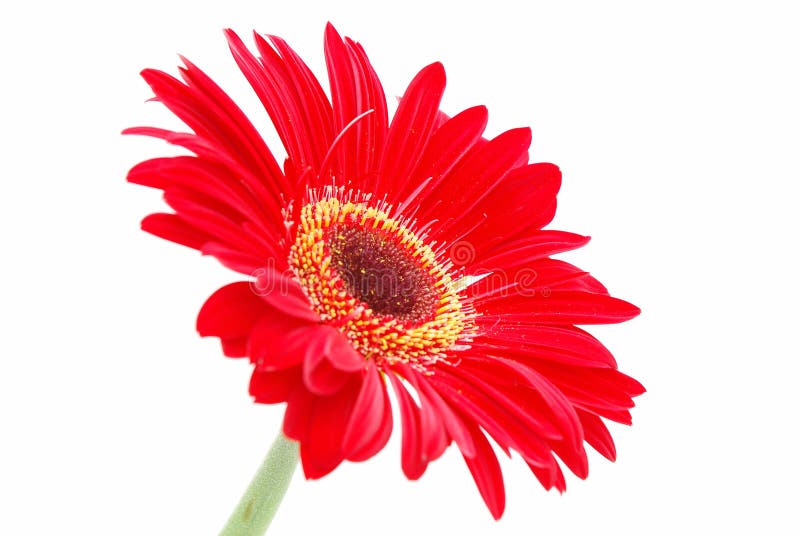 Marguerite rouge image stock. Image du coloré, calice - 7103215