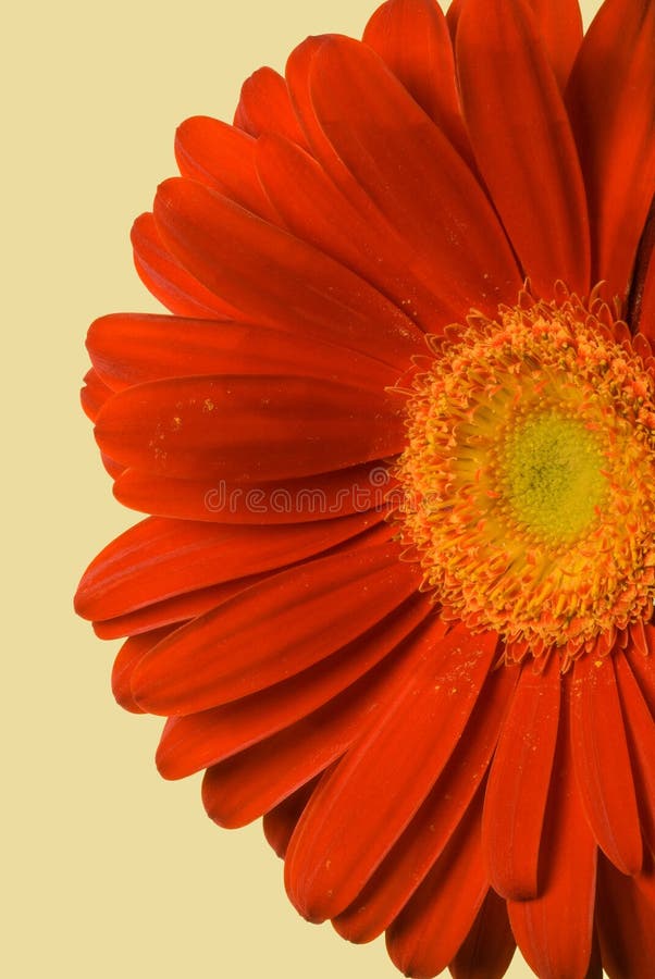 Marguerite rouge de Gerber photo stock. Image du vibrant - 4162110