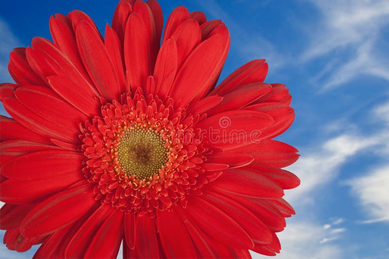 Marguerite Rouge De Gerber De Bourgogne D'isolement Sur Le Blanc Photo ...
