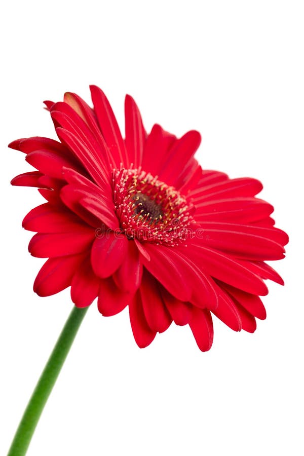 Marguerite Rouge De Gerbera Image stock - Image du lumineux, gerber ...