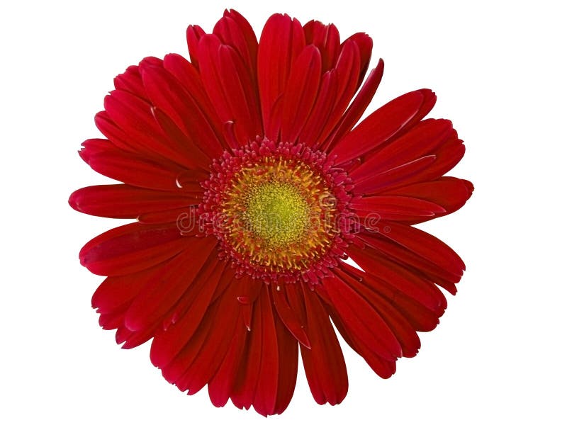 Marguerite De Gerber Isolée Sur Fond Blanc Image stock - Image of frais ...