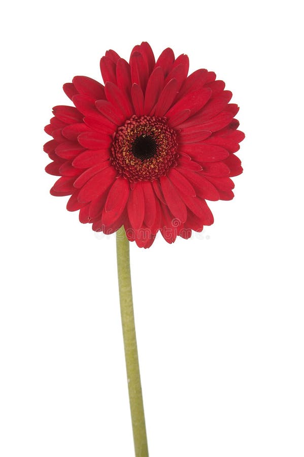 Marguerite Rouge Grande De Gerber Image stock - Image du gerber, rond ...