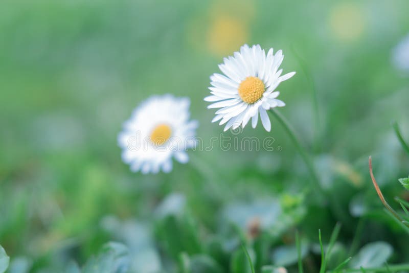 White marguerite flowers stock photo. Image of flora - 24909980