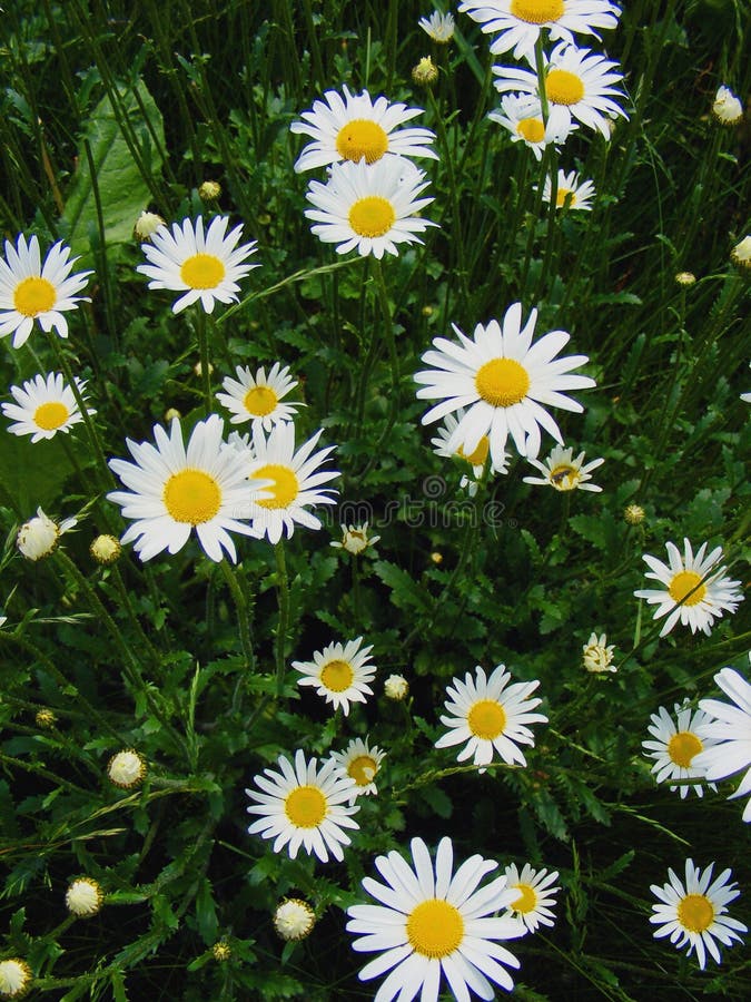Marguerites photo stock. Image du marguerite, fleurs, lames - 4347892
