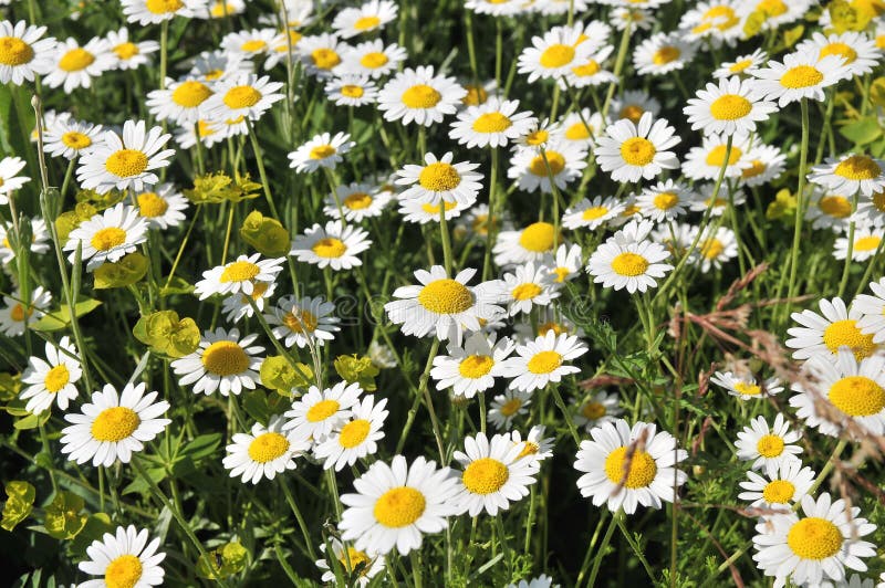 Marguerites stock photo. Image of sunny, details, wild - 5414332