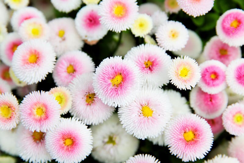 Marguerites image stock. Image du détail, coloré, normal - 10097971