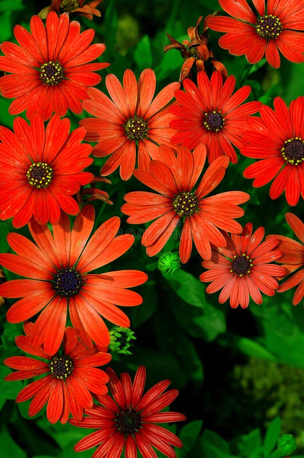 Marguerites rouges image stock. Image du fleurs, groupe - 6174435