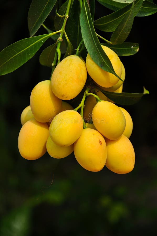 Marian fruit stock photo. Image of seasonal, produce - 18758006