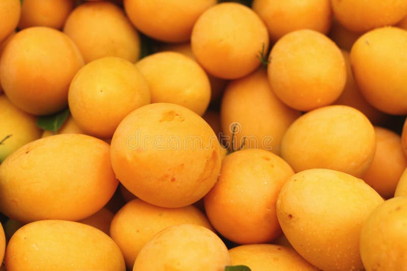 Marian Plum Fruit - Asia Fruit Stock Image - Image of juicy, juice ...
