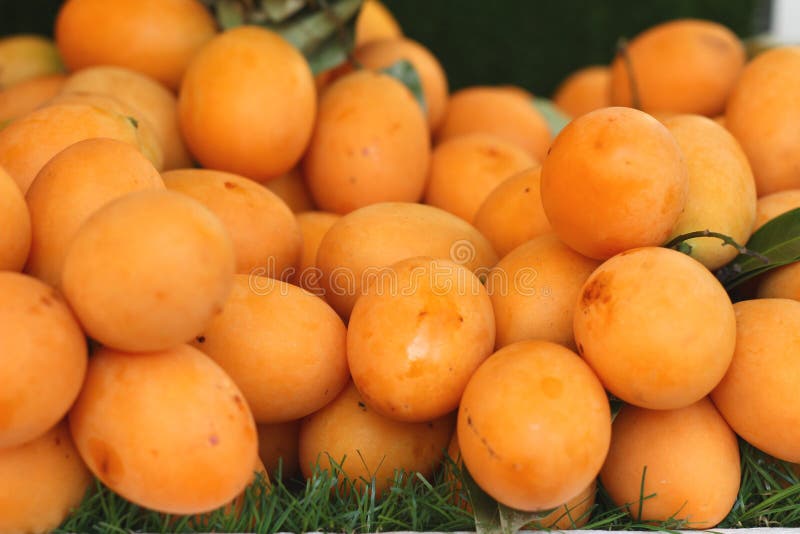 Marian Plum Fruit - Asia Fruit Stock Image - Image of fresh, closeup ...