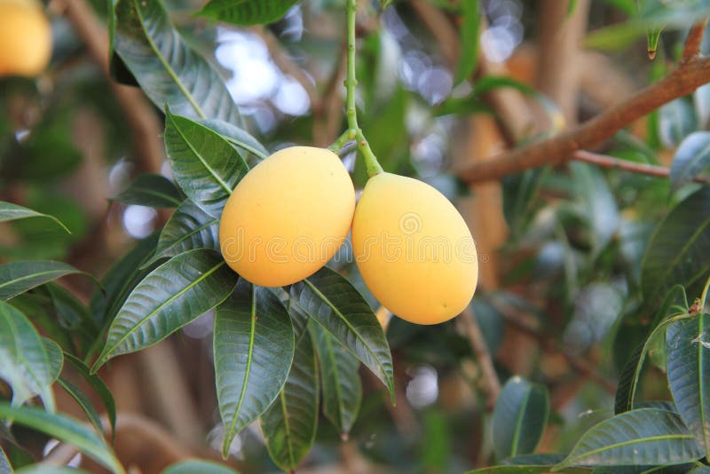 Marian plum on the tree stock image. Image of marian - 52490527