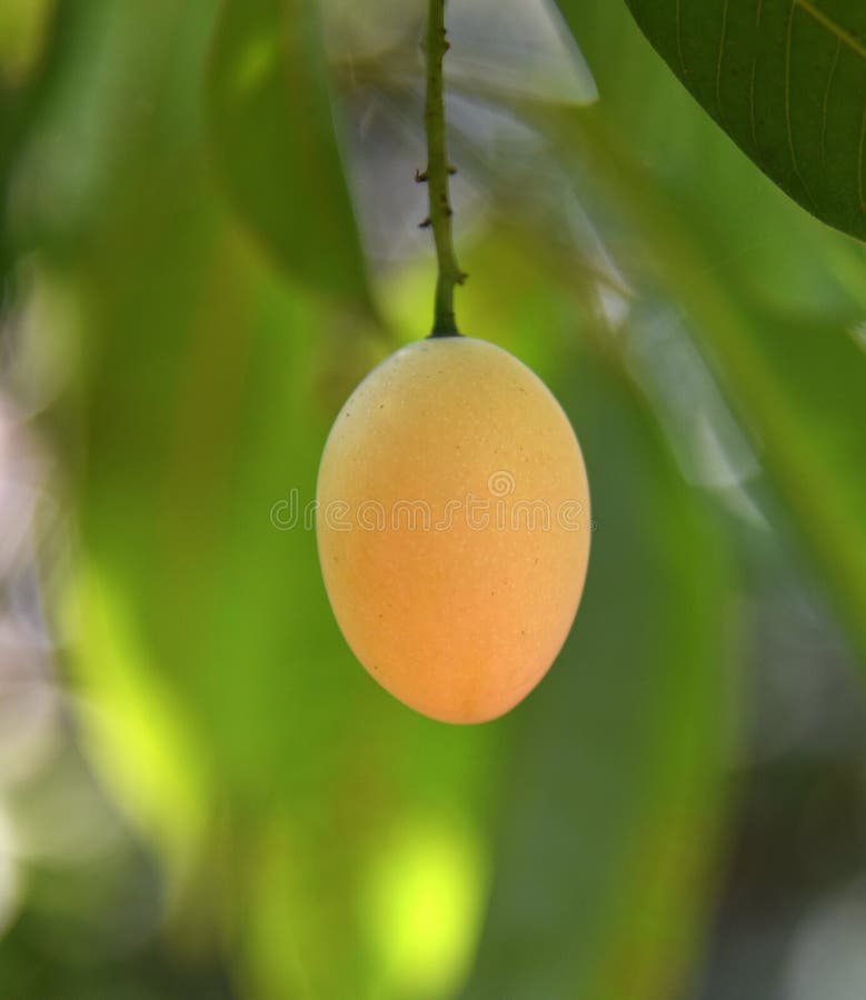 Marian Plum on tree stock photo. Image of fresh, mango - 70059166