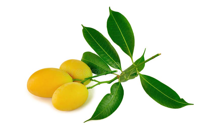 Marian Plums Close Up Isolated on White. Stock Photo - Image of ...