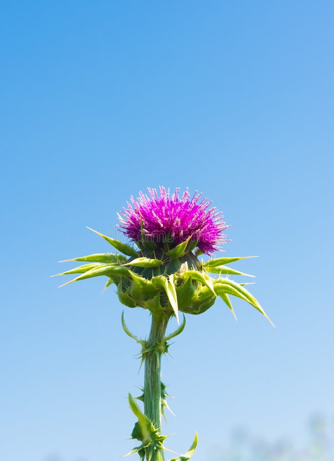 Marian thistle stock photo. Image of floral, bright, marian - 91640392