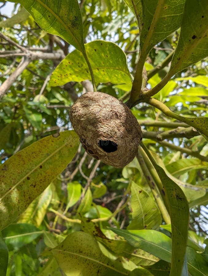 Maribone Nest Stock Photos - Free & Royalty-Free Stock Photos from ...