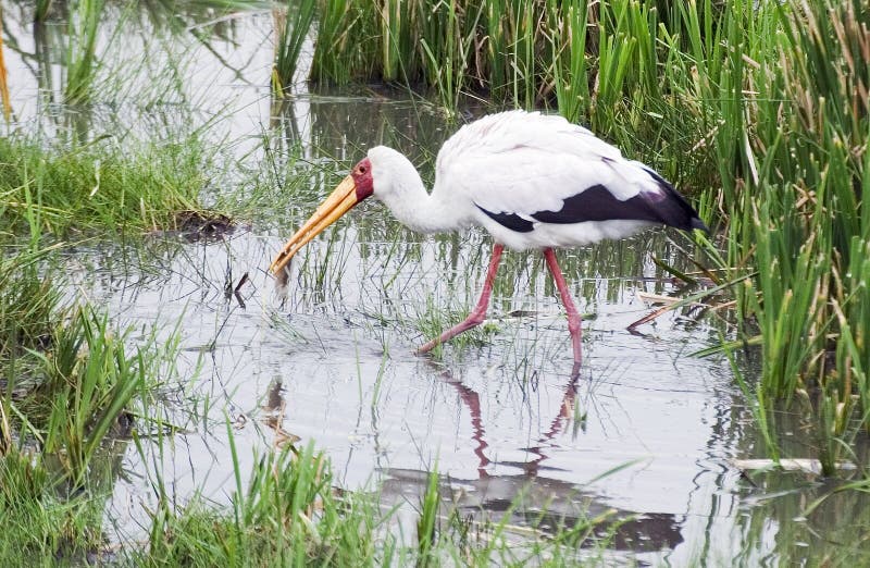 Maribou Stork stock photo. Image of masai, white, stork - 1449202