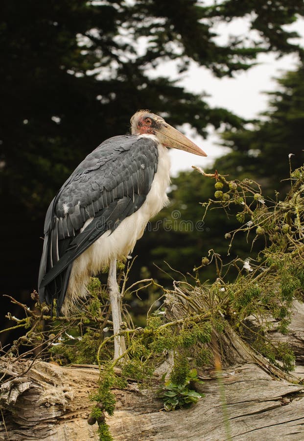 Maribou stork stock photo. Image of avian, marabou, animal - 26692434