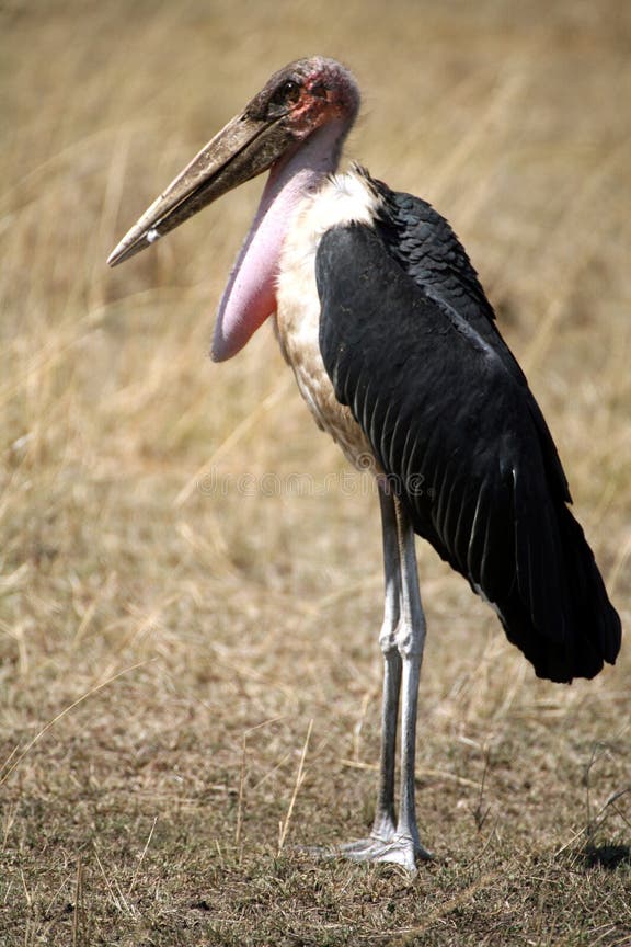 Maribou Stork stock image. Image of stork, kill, kenya - 4799505