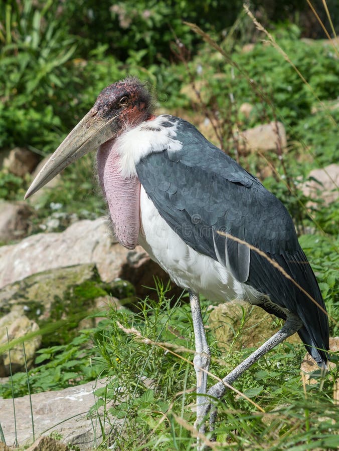 Maribu stock photo. Image of ugly, wings, maribu, close - 34282350