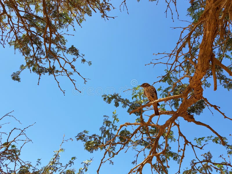 Female Marico Sunbird stock photo. Image of perched, long - 11470320