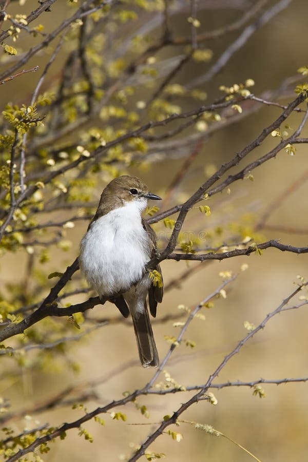 Marico Flycatcher, (Bradornis Mariquensis) Perched on a Thorn Bush ...