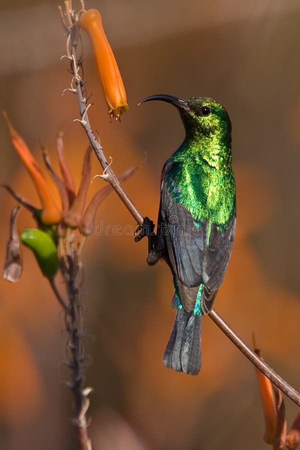 Marico Sunbird - Wild Bird Background from Africa - Thorns with Emerald ...