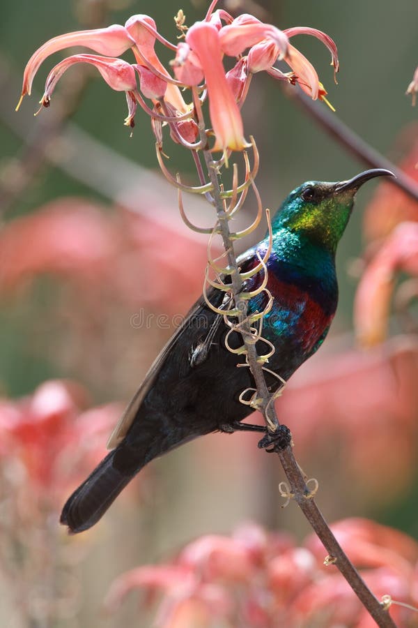 Marico Sunbird stock photo. Image of wildlife, south - 12917796