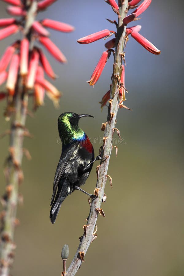 Marico Sunbird - Wild Bird Background from Africa - Thorns with Emerald ...