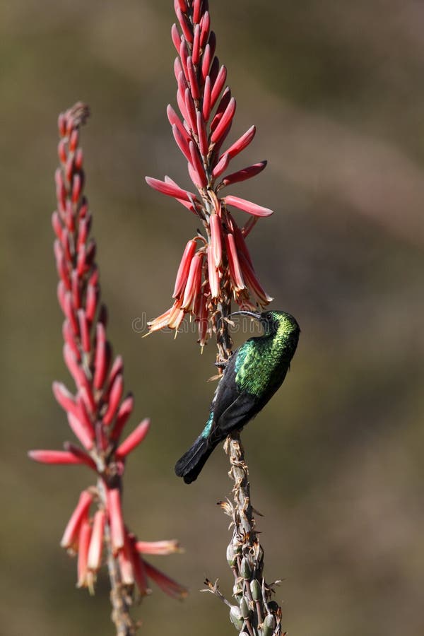 Marico Sunbird - Wild Bird Background from Africa - Thorns with Emerald ...
