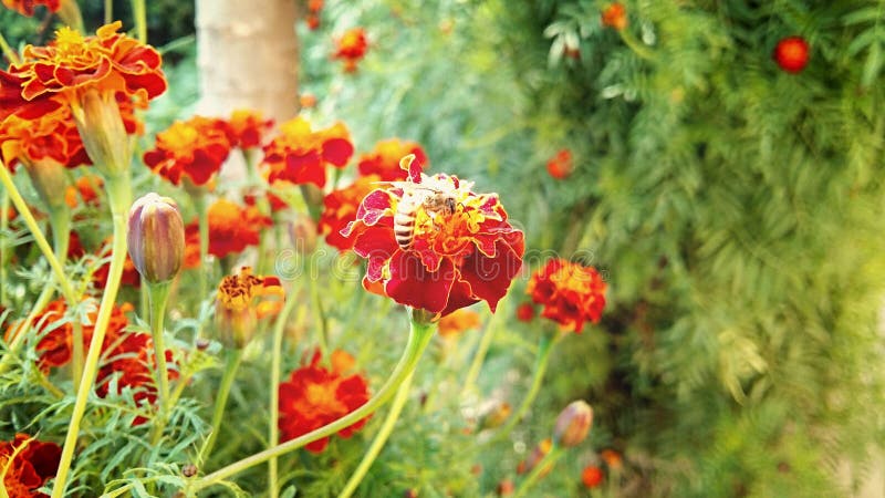 Marie Flower stock photo. Image of sweet, marie, honey - 72343040