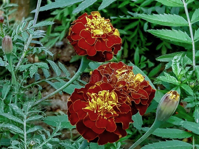 Marie Gold Flowers Stock Photos - Free & Royalty-Free Stock Photos from ...