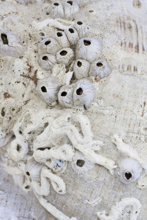 Mariene fossielen stock afbeelding. Image of overzees - 27810725